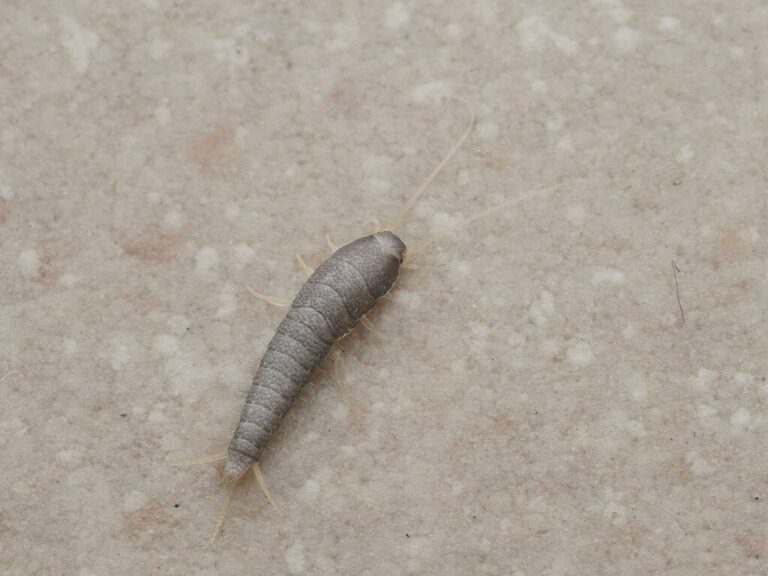 Silverfish Pest Control: What You Need to Know