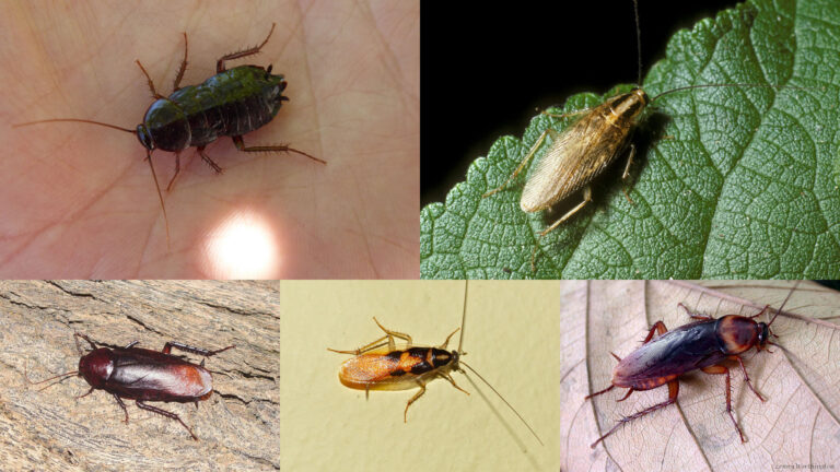 Cockroaches