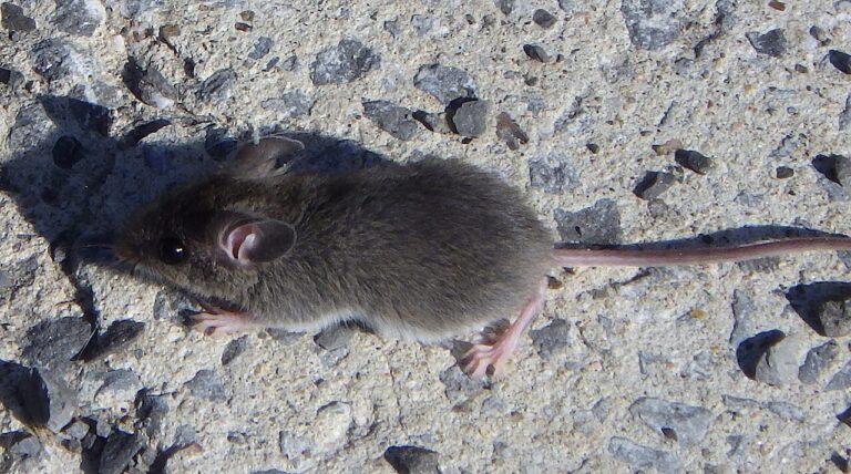 House Mouse (Mus musculus) Identification, Facts, & Control